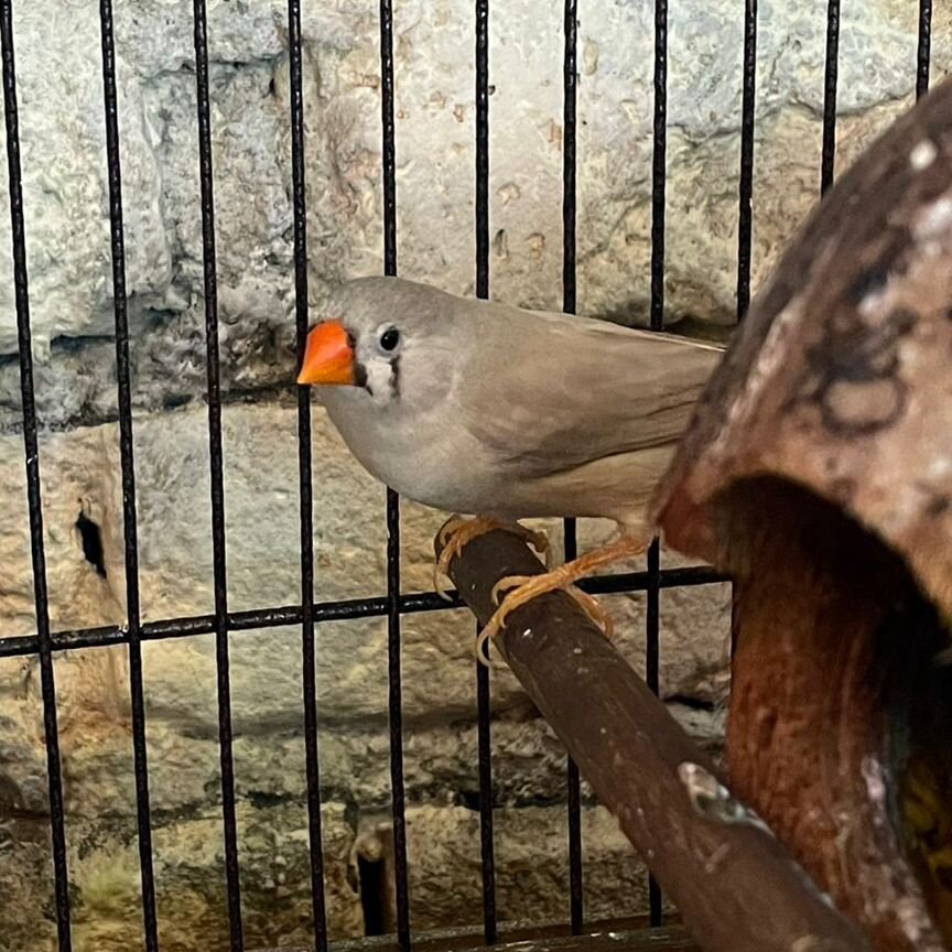 Зебровые амадины в добрые руки