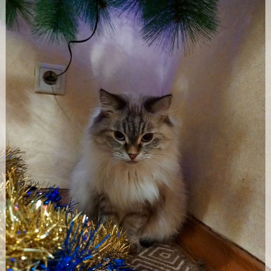 Кошечка Матильда