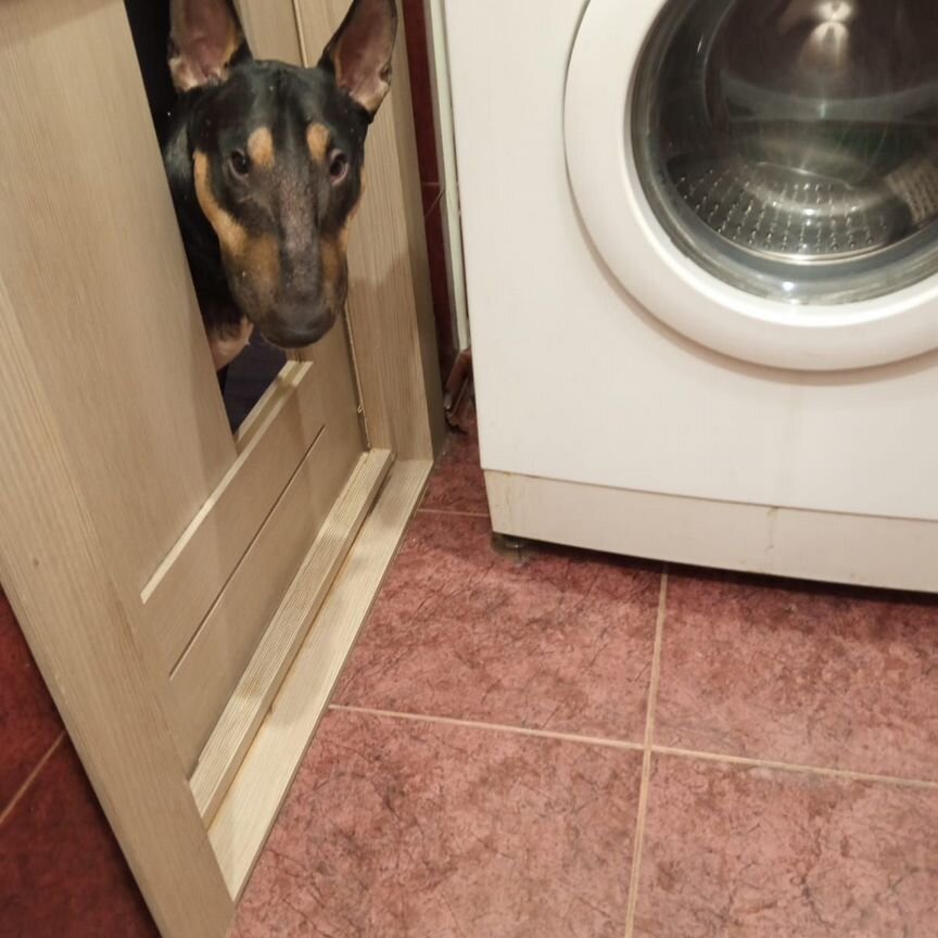 Бультерьер в добрые руки