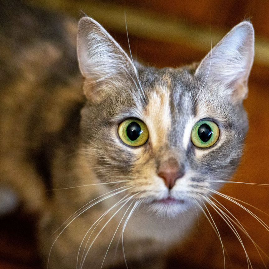 Кошечка осталась без хозяина, приютите