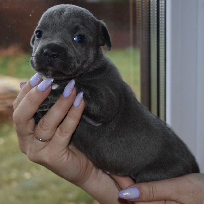 Стаффи девочка