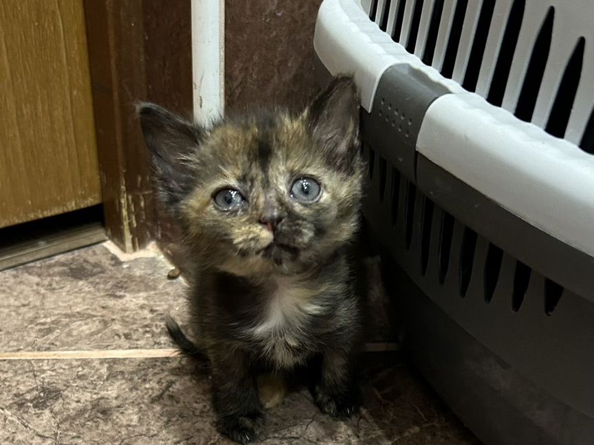 Котенок прелестный