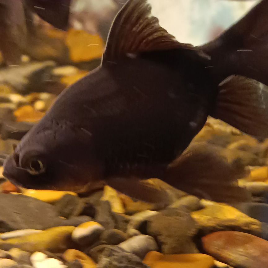 Рыбки телескоп