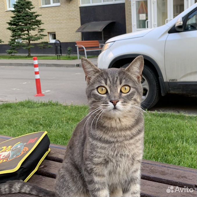 Кот из рекламы Whiskas ищет дом