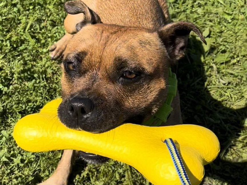 Грейфер-кость