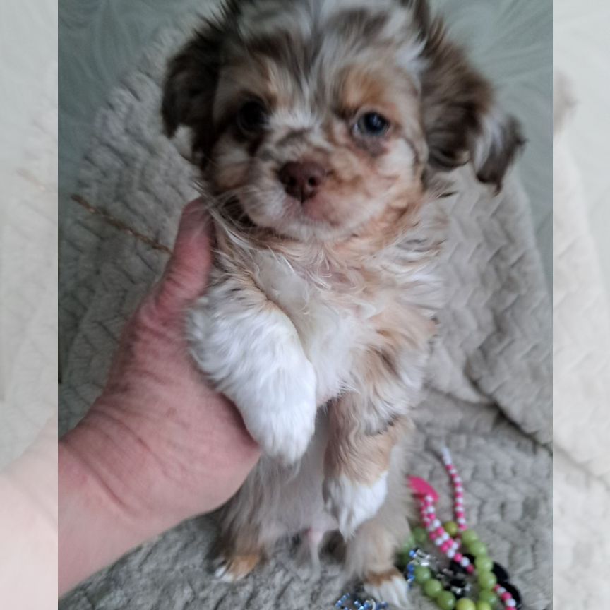 Щенки чихуахуа мраморный мальчик