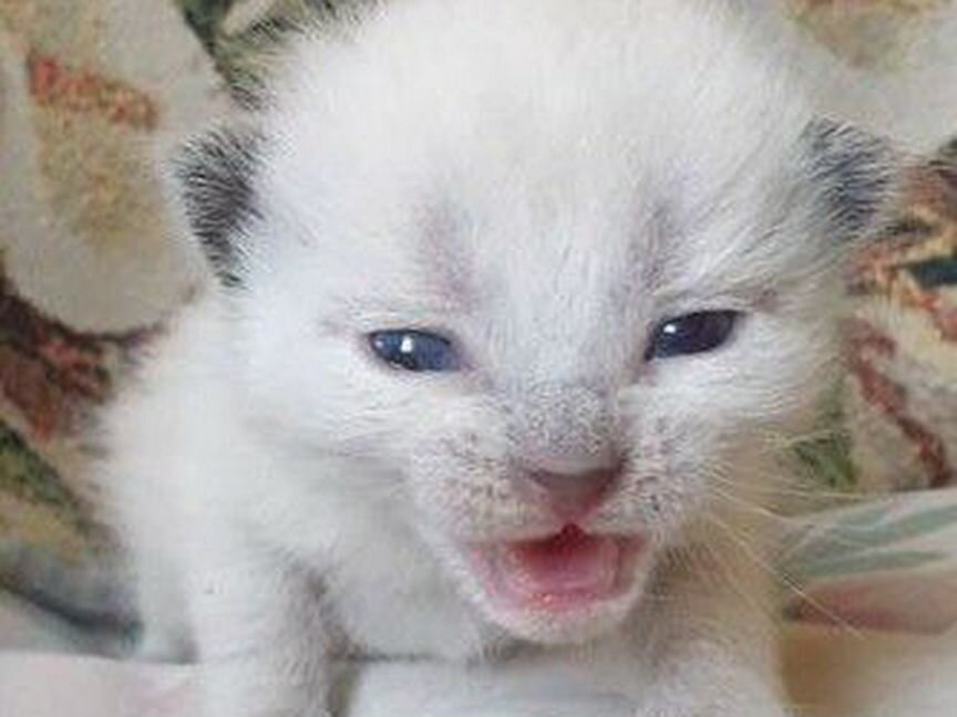 Тайский котенок мальчик
