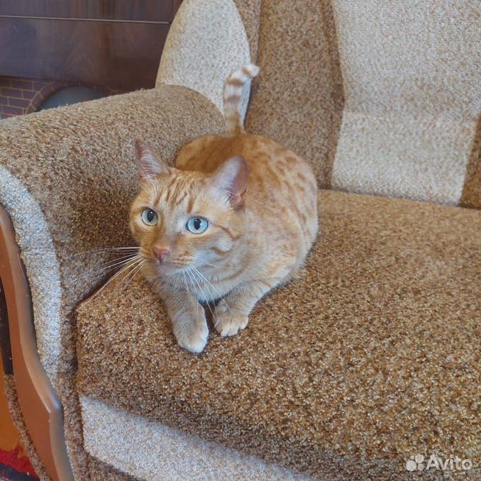 Кот в самом расцвете сил ищет дом