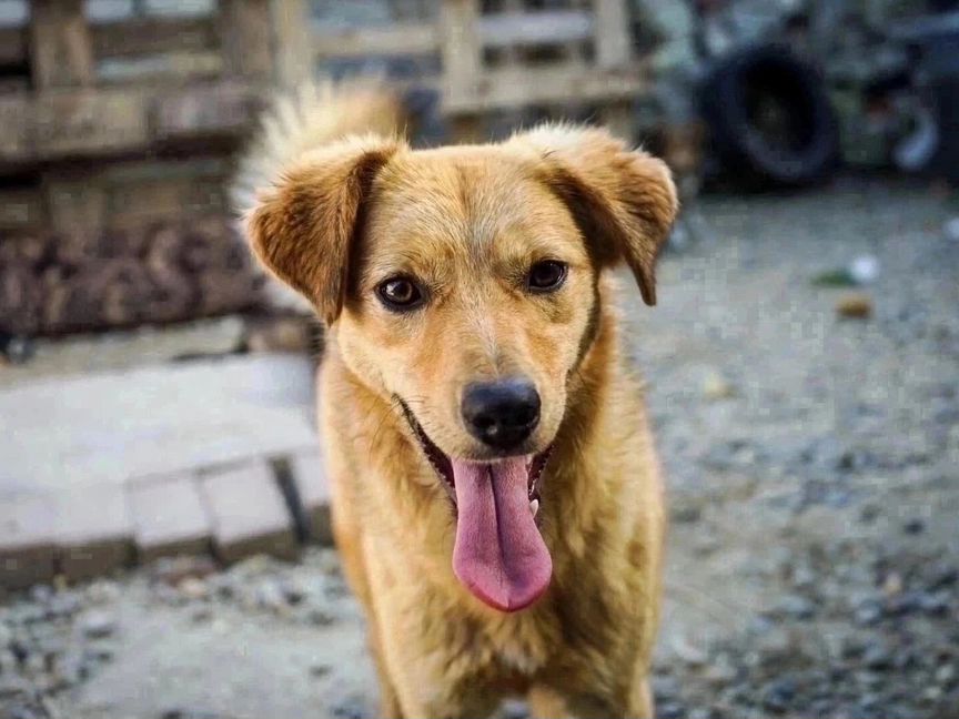 Собака в добрые руки