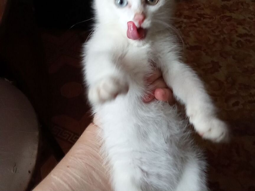 Кошка