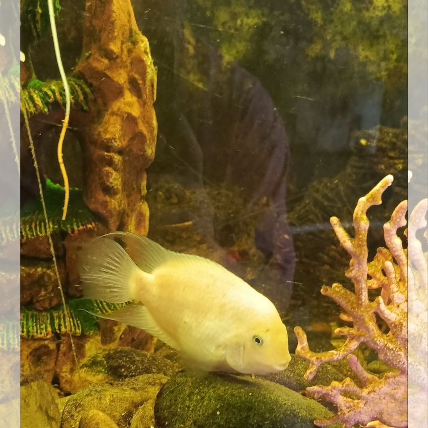 Аквариумные рыбы цихлиды