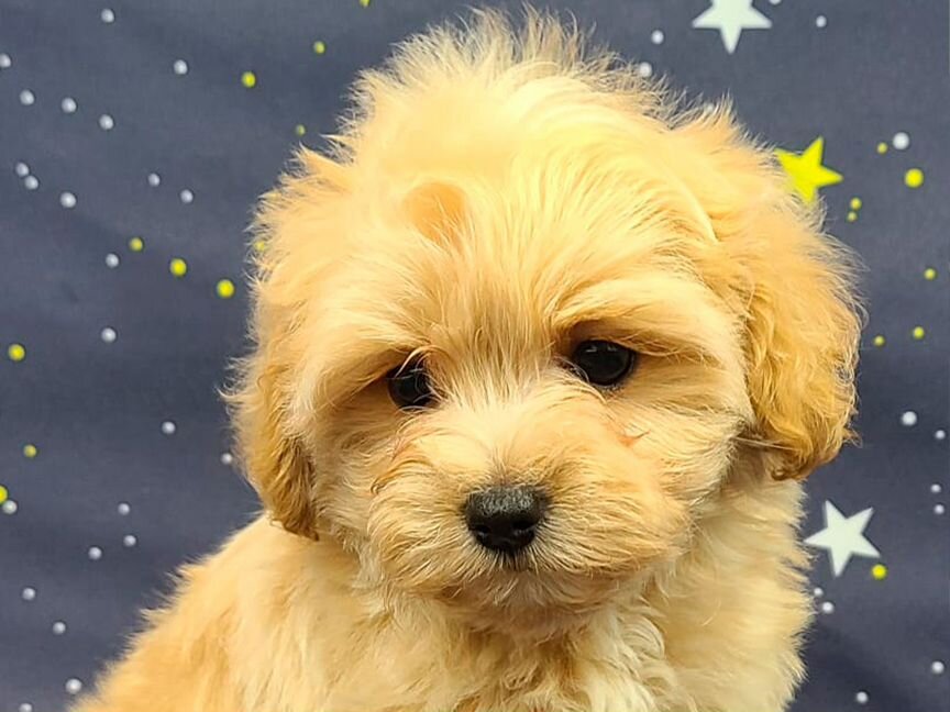 Мальтипу щенок мальчик