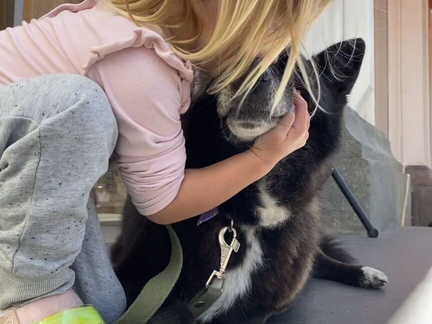 Сладкая булочка Алиса в добрые руки