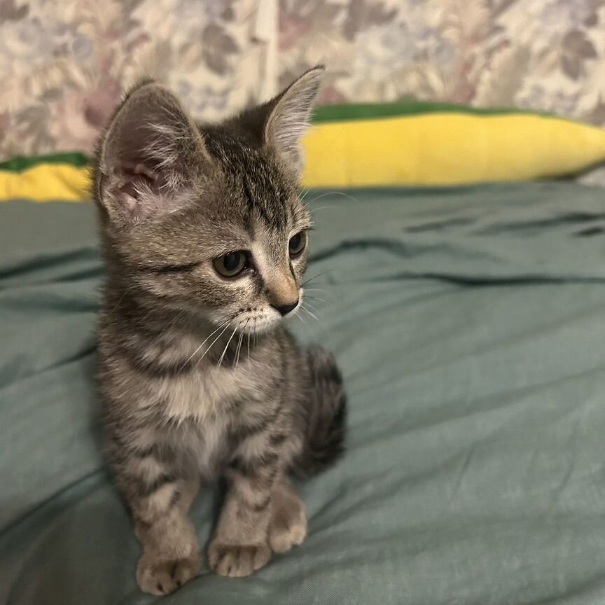 Котёнок Рич