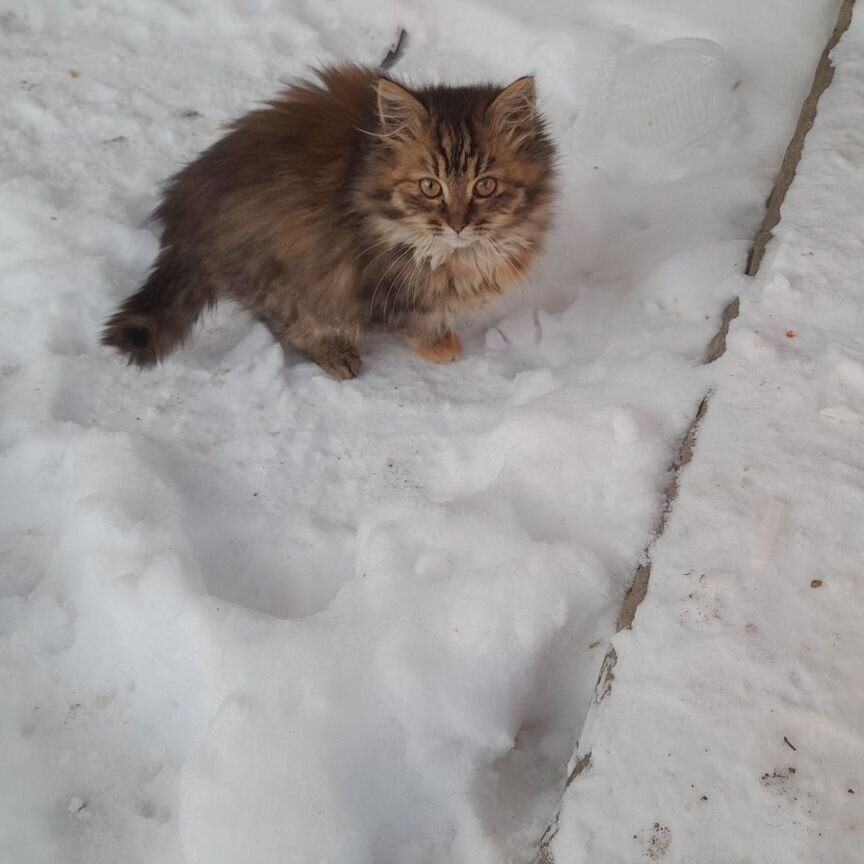 Котёнок в добрые руки