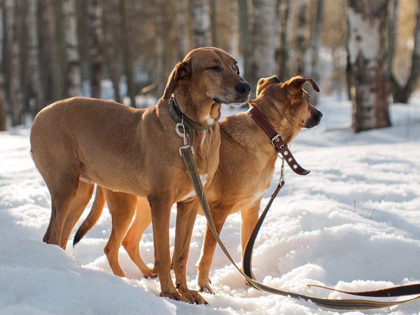 Собака в добрые руки отдам бесплатно