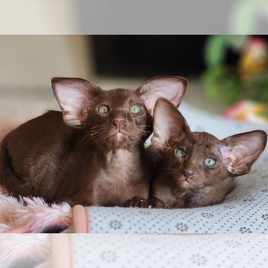 Ориентальные котята