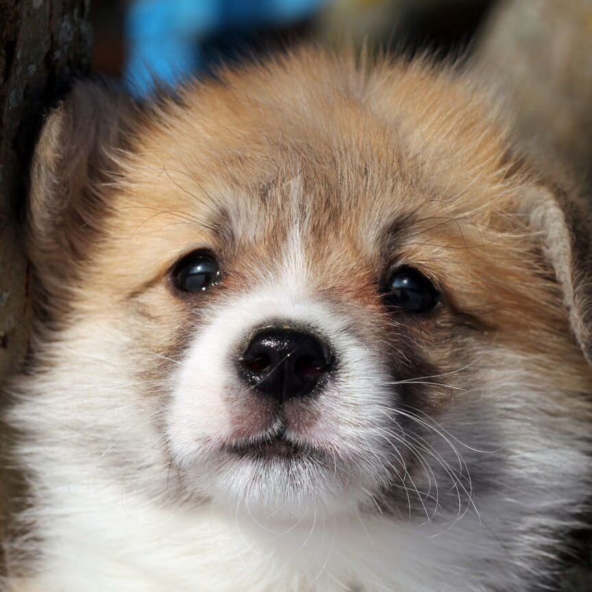 Вель корги Пемброк хвостик Эквадор