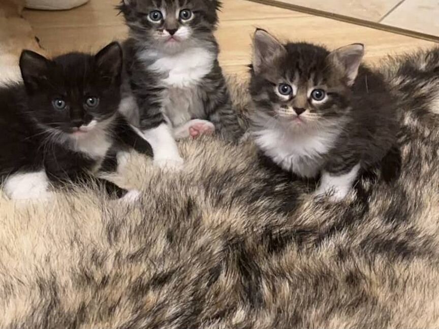 Кошки в добрые руки