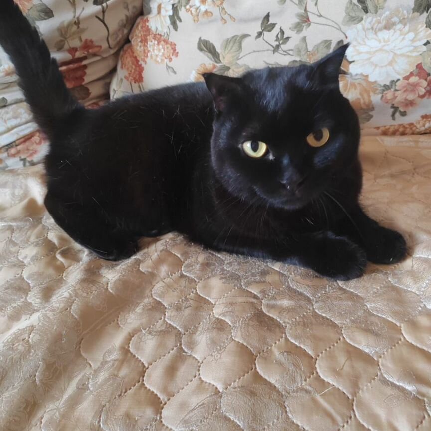 Котики бесплатно