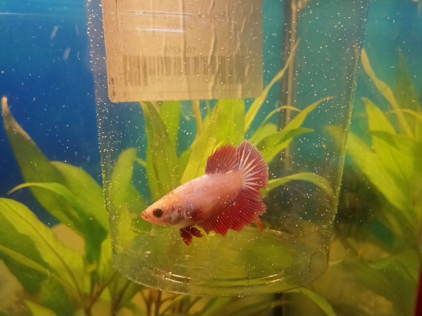 Девочка петушок рыбка