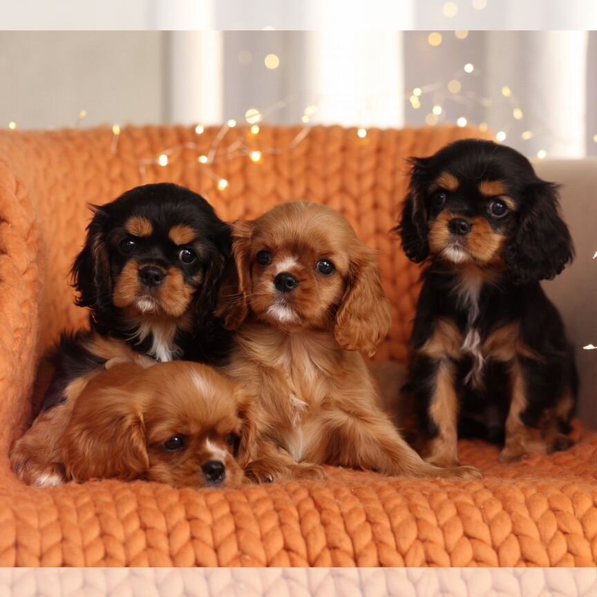 Кавалер кинг-чарльз-спаниель, щенок