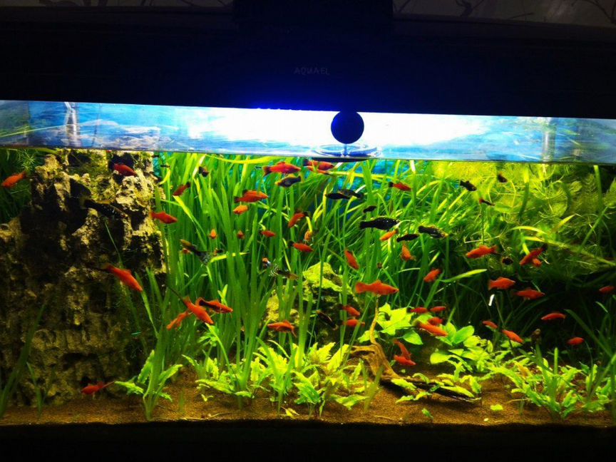 Валиснерия