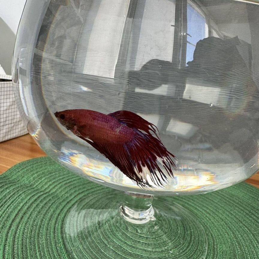 Рыбка Петушок бесплатно