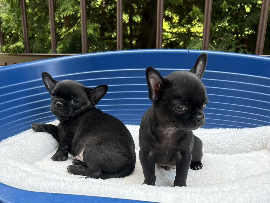 Щенки чихуахуа мальчики