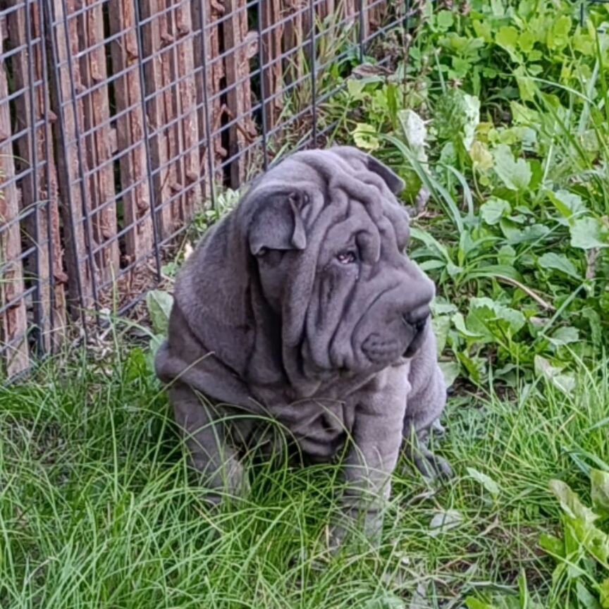 Шарпей. Щенки шарпеюшки)