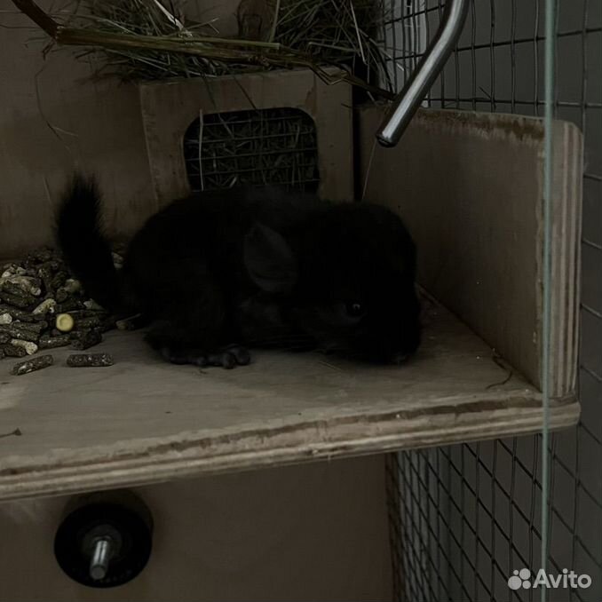 Шиншилла черный бархат