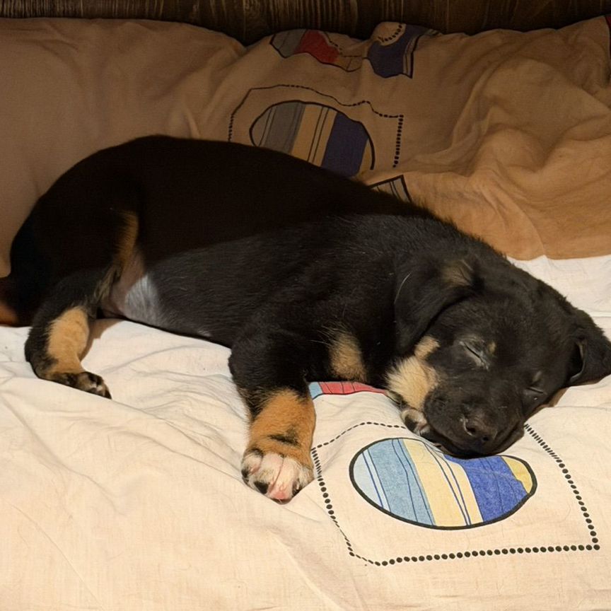 Щенок в добрые руки