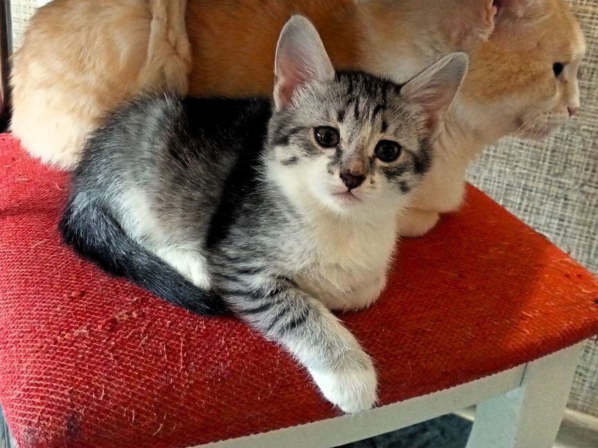 Котята Зоя и Флора ищут друзей