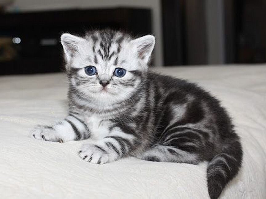 Милая британская кошечка