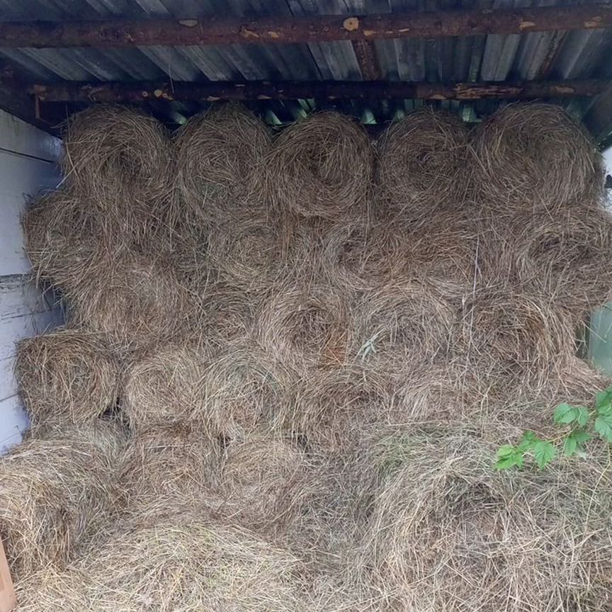 Продам сено в рулонах