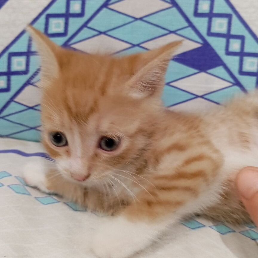 Котята в добрые руки бесплатно