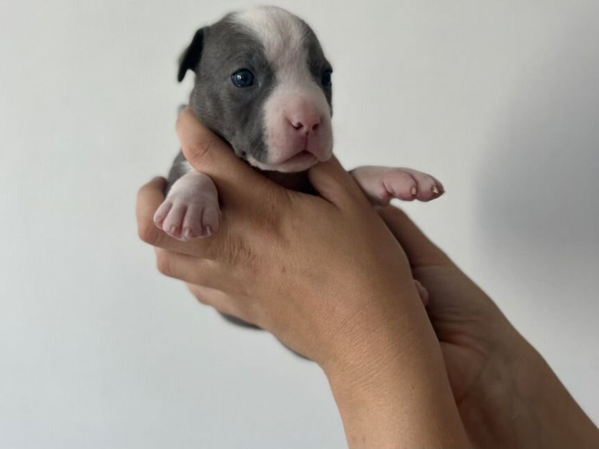 Голубые щенки аст