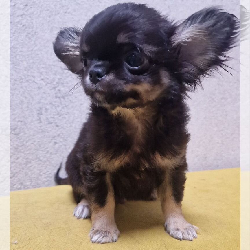 Чихуахуа мини мальчик