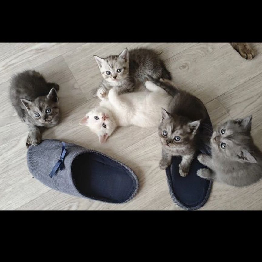 Британский короткошёрстный котёнок