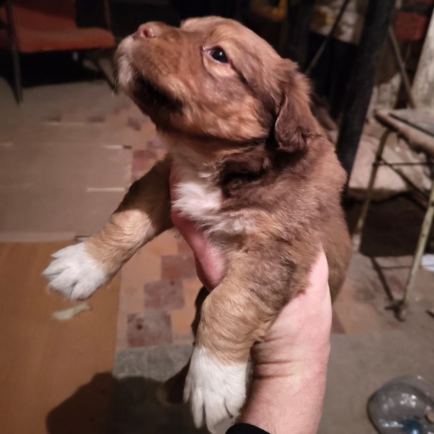 Отдам бесплатно щенков с их Мамой