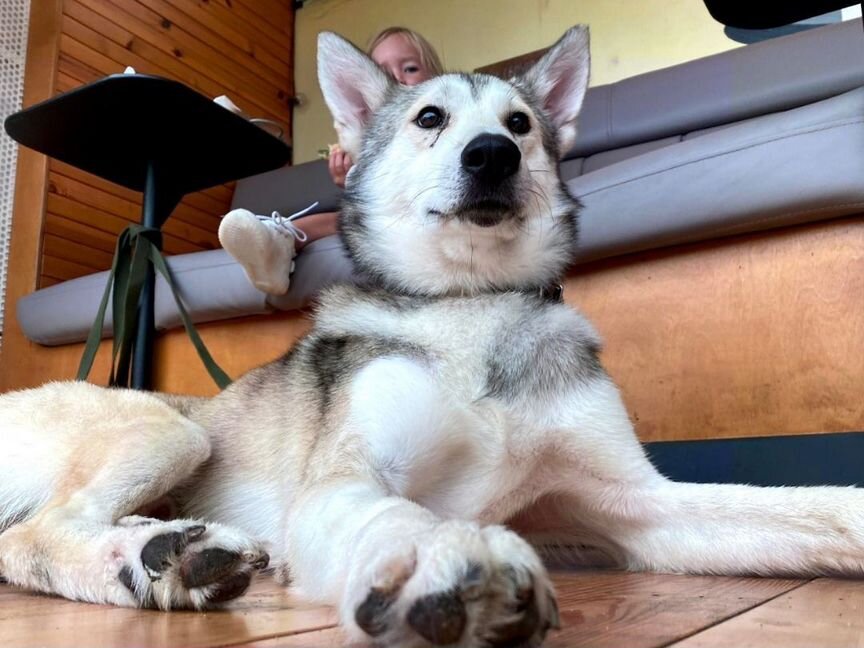 Собака лайка в дар в добрые руки