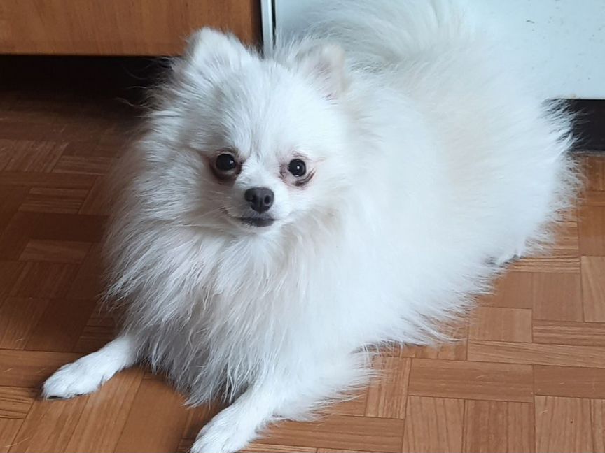 Шпиц девочка