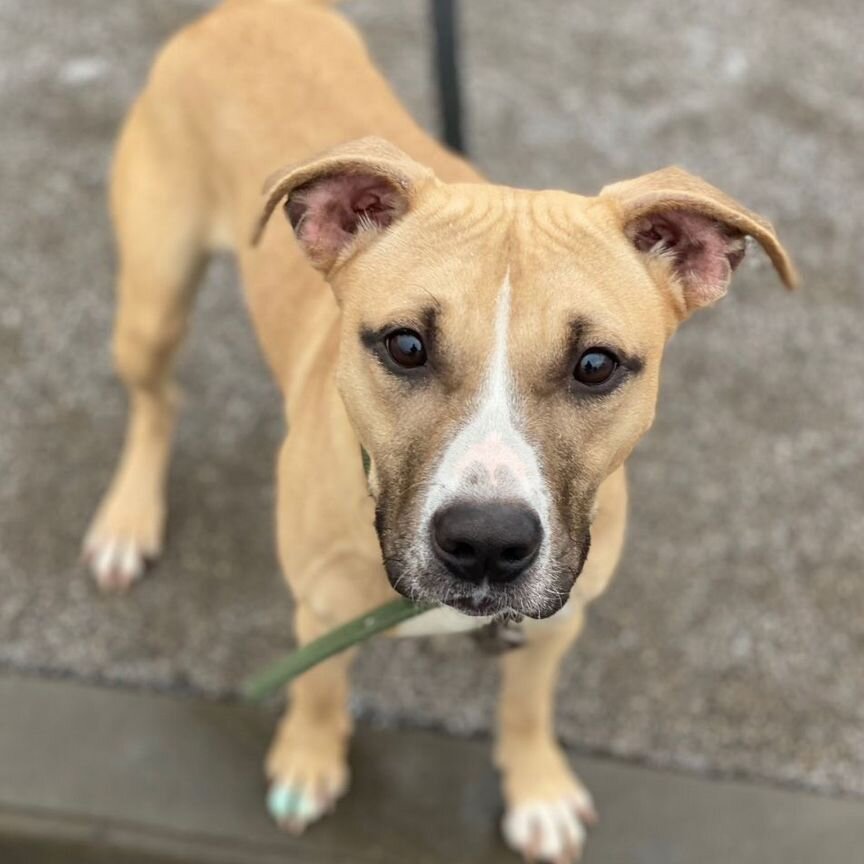 Американский питбультерьер, щенок