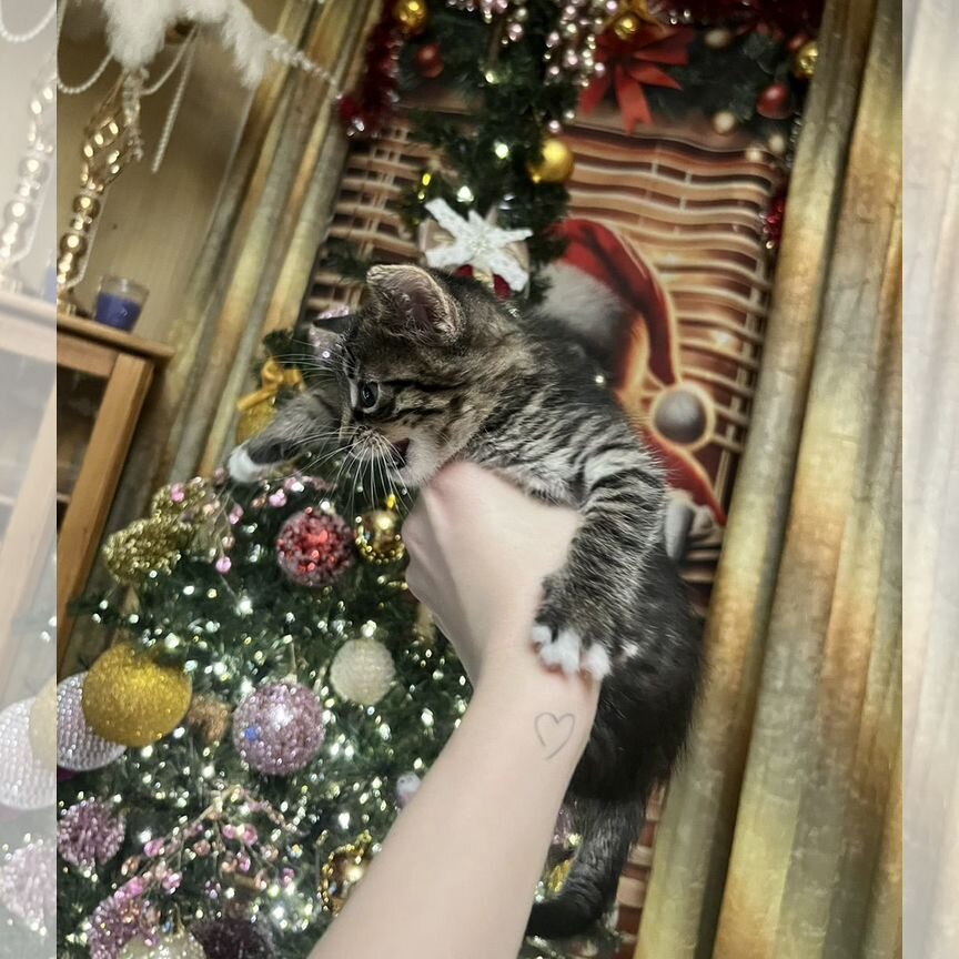 Мейн-кун котёнок