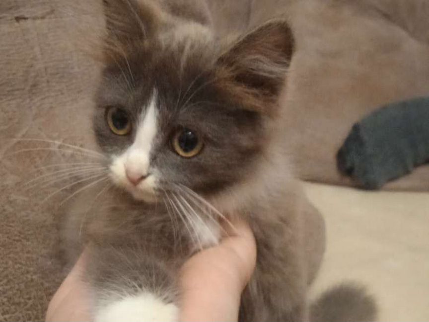 Котёнок девочка 2-3мес