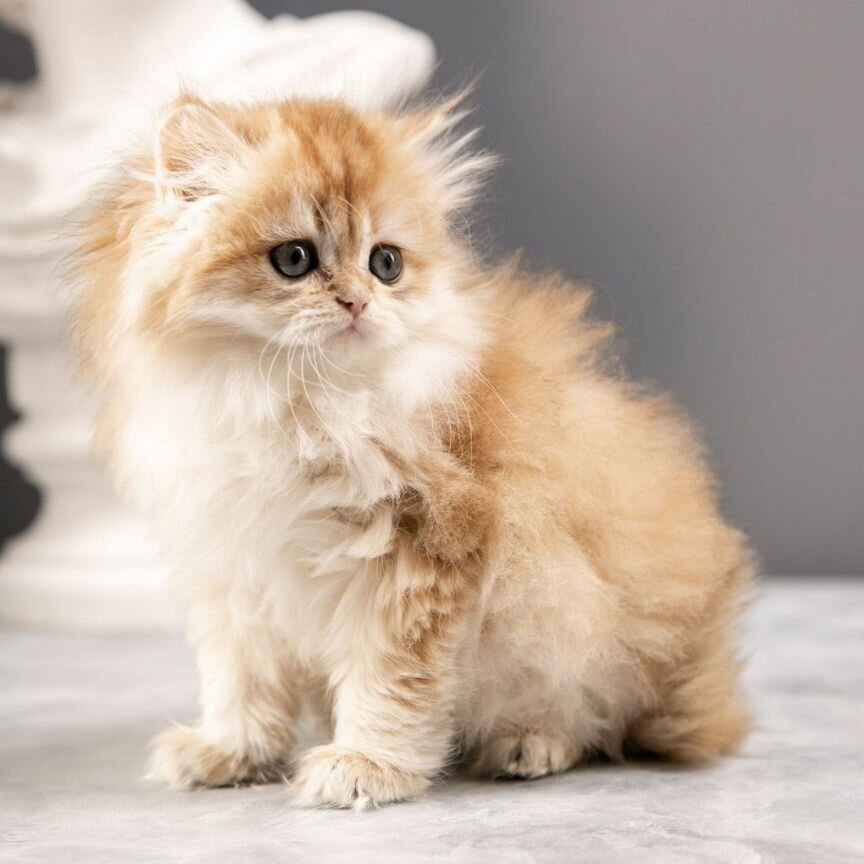 Золотая британка