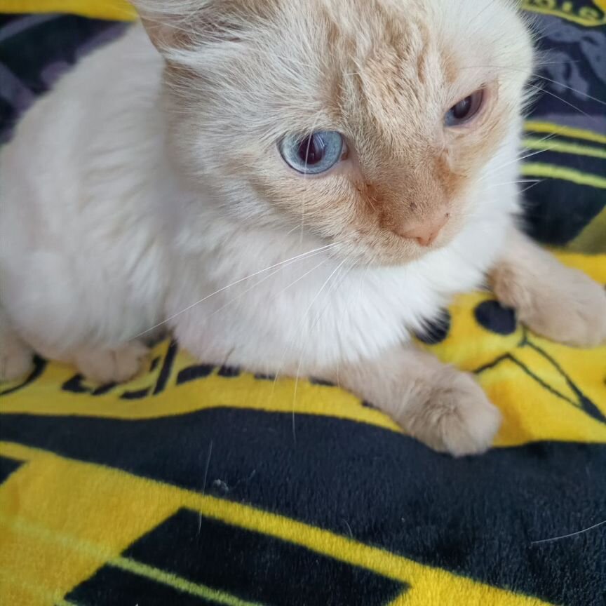 Кот (кошка Тайская)