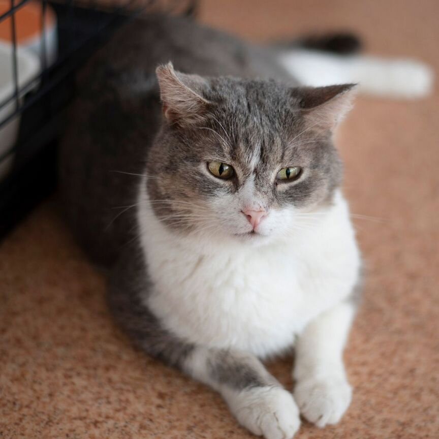 Взрослый кот в добрые руки