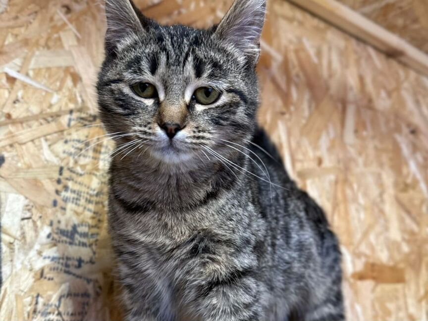Котенок подростк Барсик в добрые руки