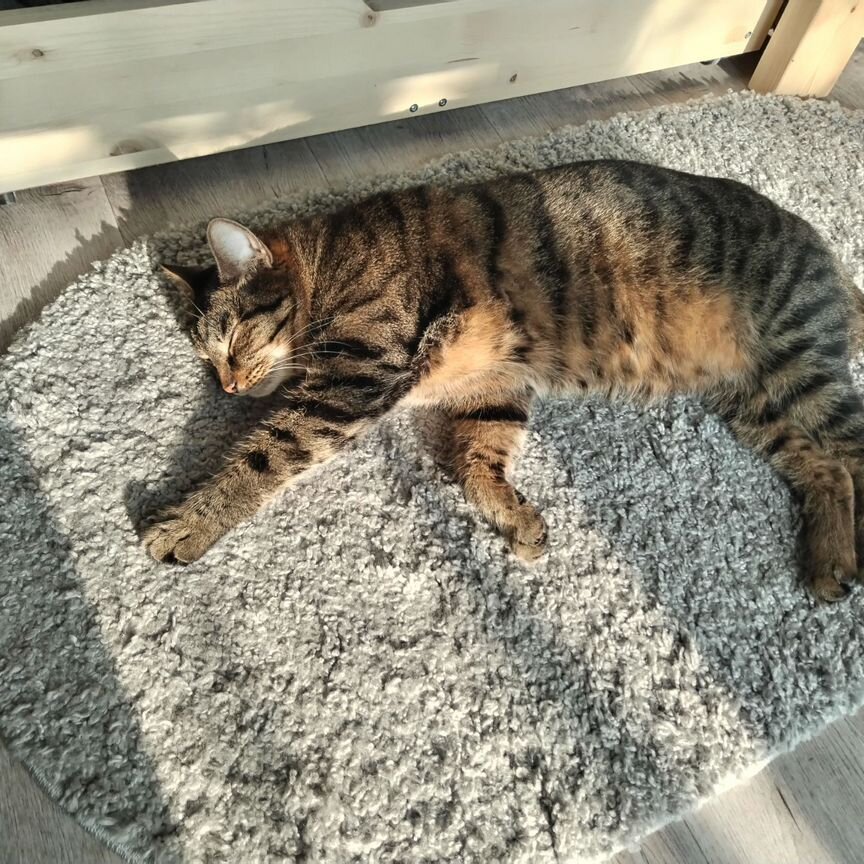 Отдам в хорошие руки кота